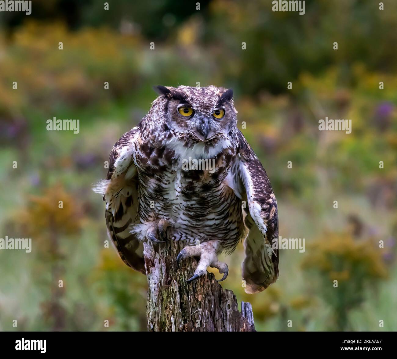 owl sitting on a wood pole, sharp eyes, ready to hunt Stock Photo - Alamy