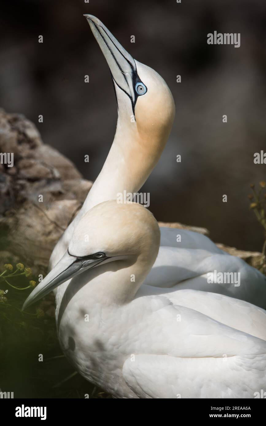Northern coast ailsa craig hi-res stock photography and images - Alamy
