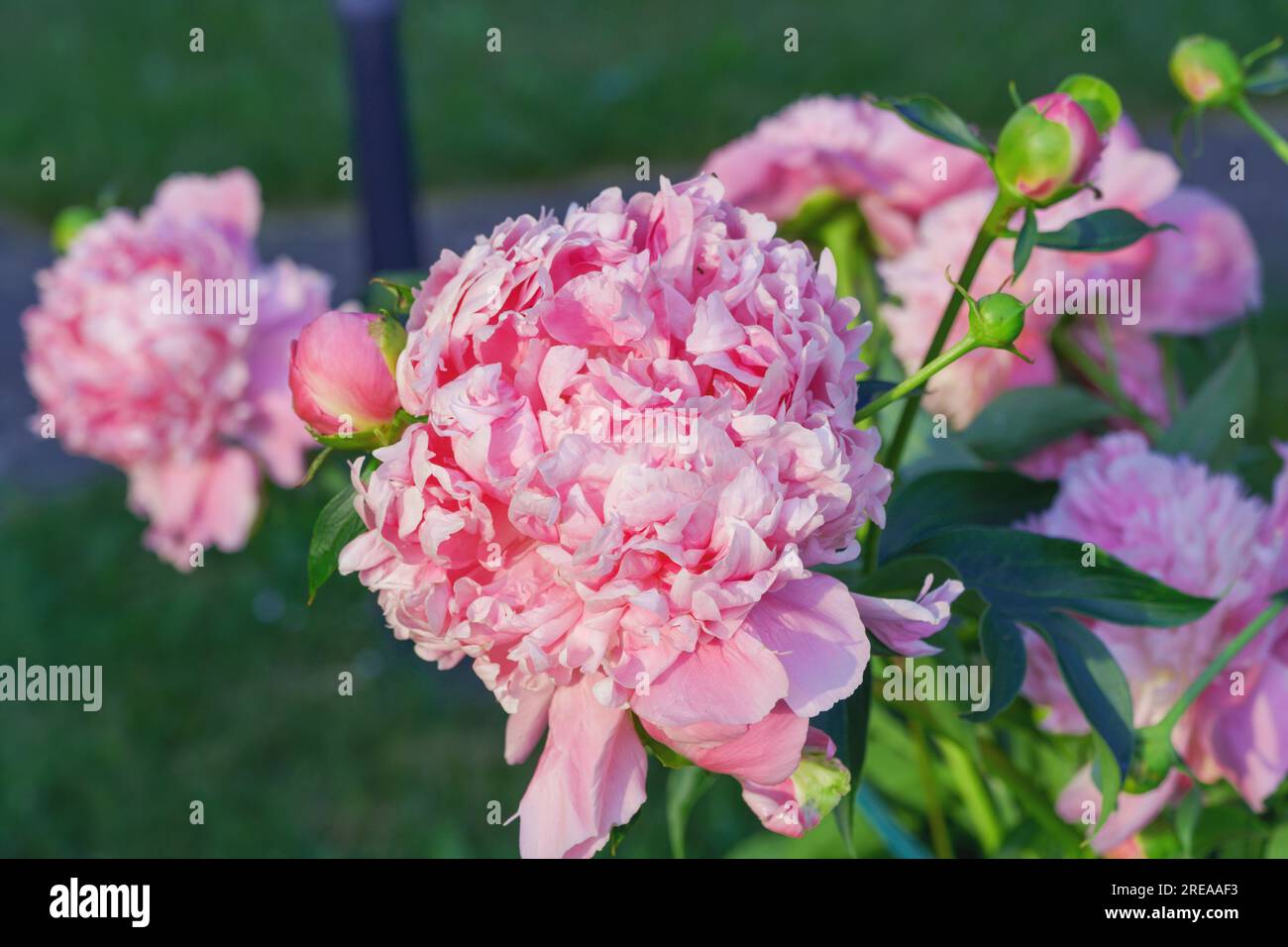 Pink pion hi-res stock photography and images - Alamy