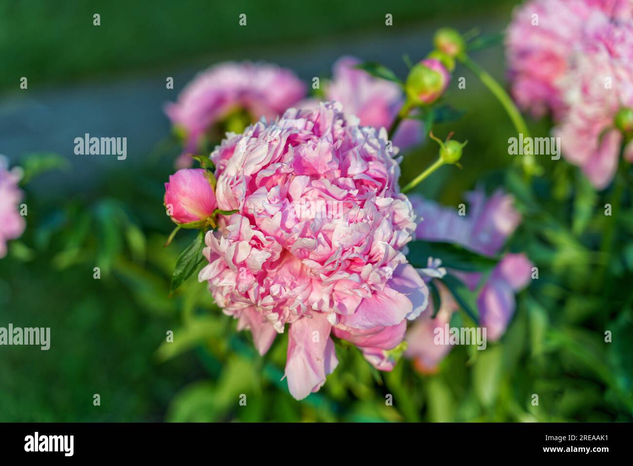 Pion branch hi-res stock photography and images - Alamy