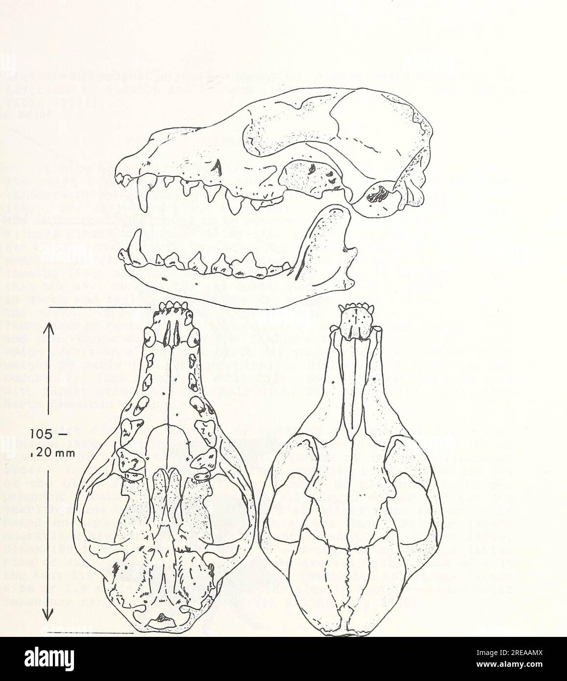 Lateral, ventral, and dorsal views of a swift fox Stock Photo - Alamy Lateral, ventral, and dorsal views of a swift fox Stock Photo - Alamy