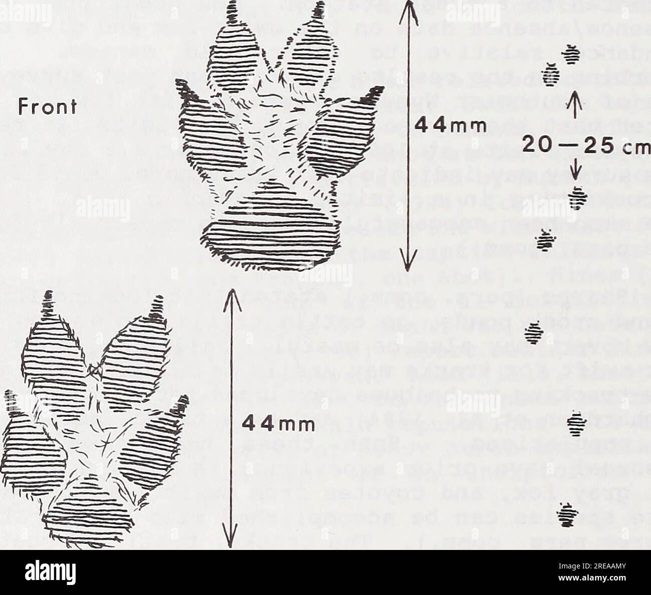 Tracks, trail and scat of the swift fox. (Modified from Murie (1975 ...