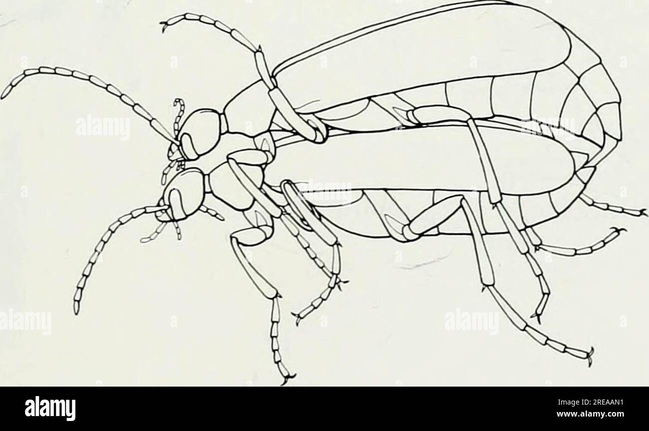 "Ecology, behavior, and adult anatomy of the Albida Group of the genus ...