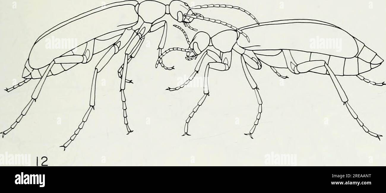 "Ecology, behavior, and adult anatomy of the Albida Group of the genus ...