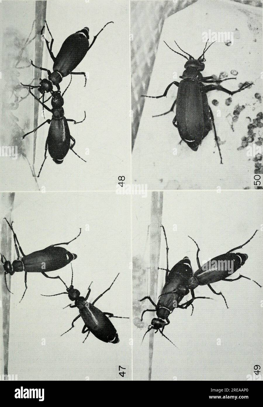 "Ecology, behavior, and adult anatomy of the Albida Group of the genus ...