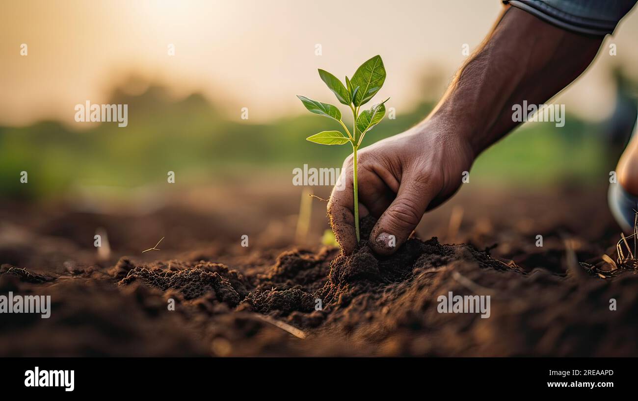 Farmer's Hands Planting Seedling in Regenerative Agriculture Field ...