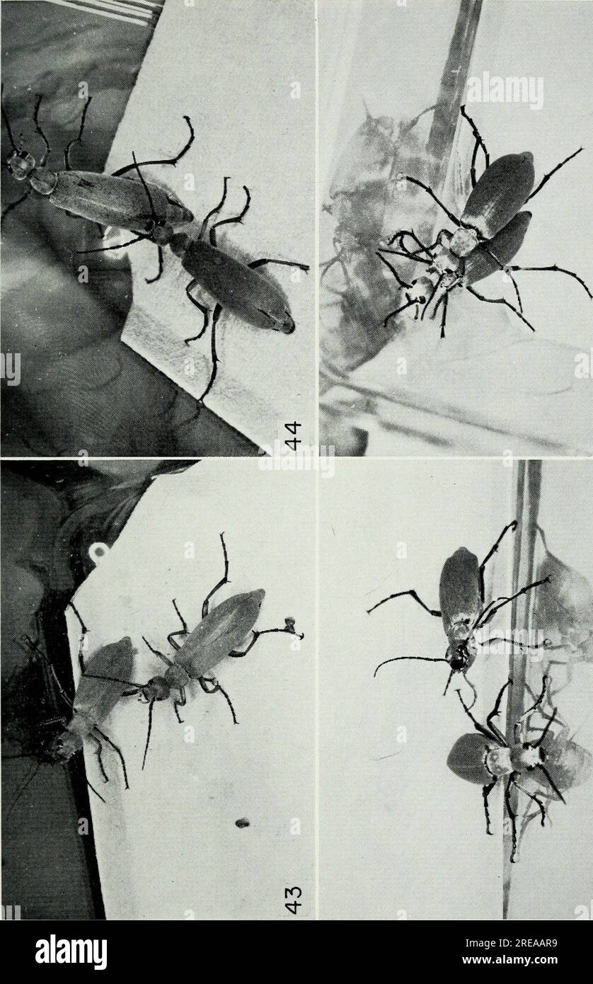 "Ecology, behavior, and adult anatomy of the Albida Group of the genus ...