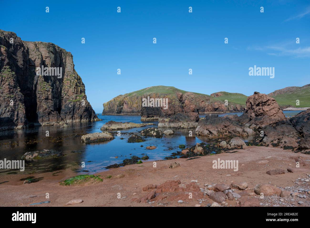 North hams of roe hi-res stock photography and images - Alamy