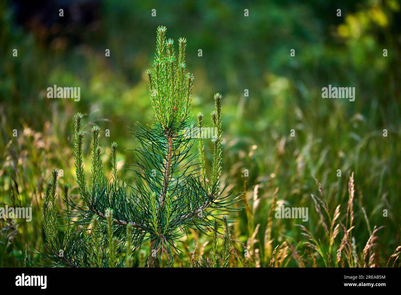 Denmark nature, countryside and environment. Nature in the Kingdom of ...