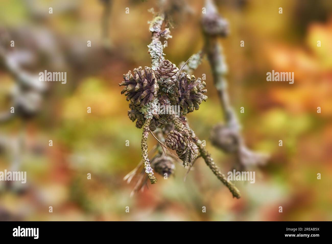 Denmark nature, countryside and environment. Nature in the Kingdom of ...