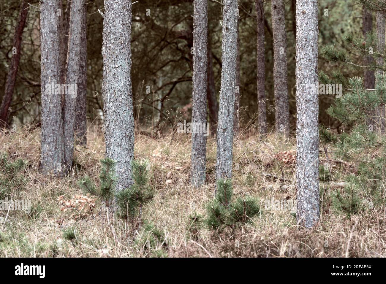 Denmark nature, countryside and environment. Nature in the Kingdom of ...