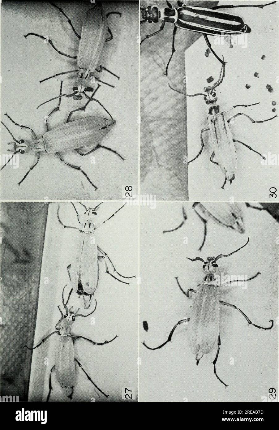 "Ecology, behavior, and adult anatomy of the Albida Group of the genus ...