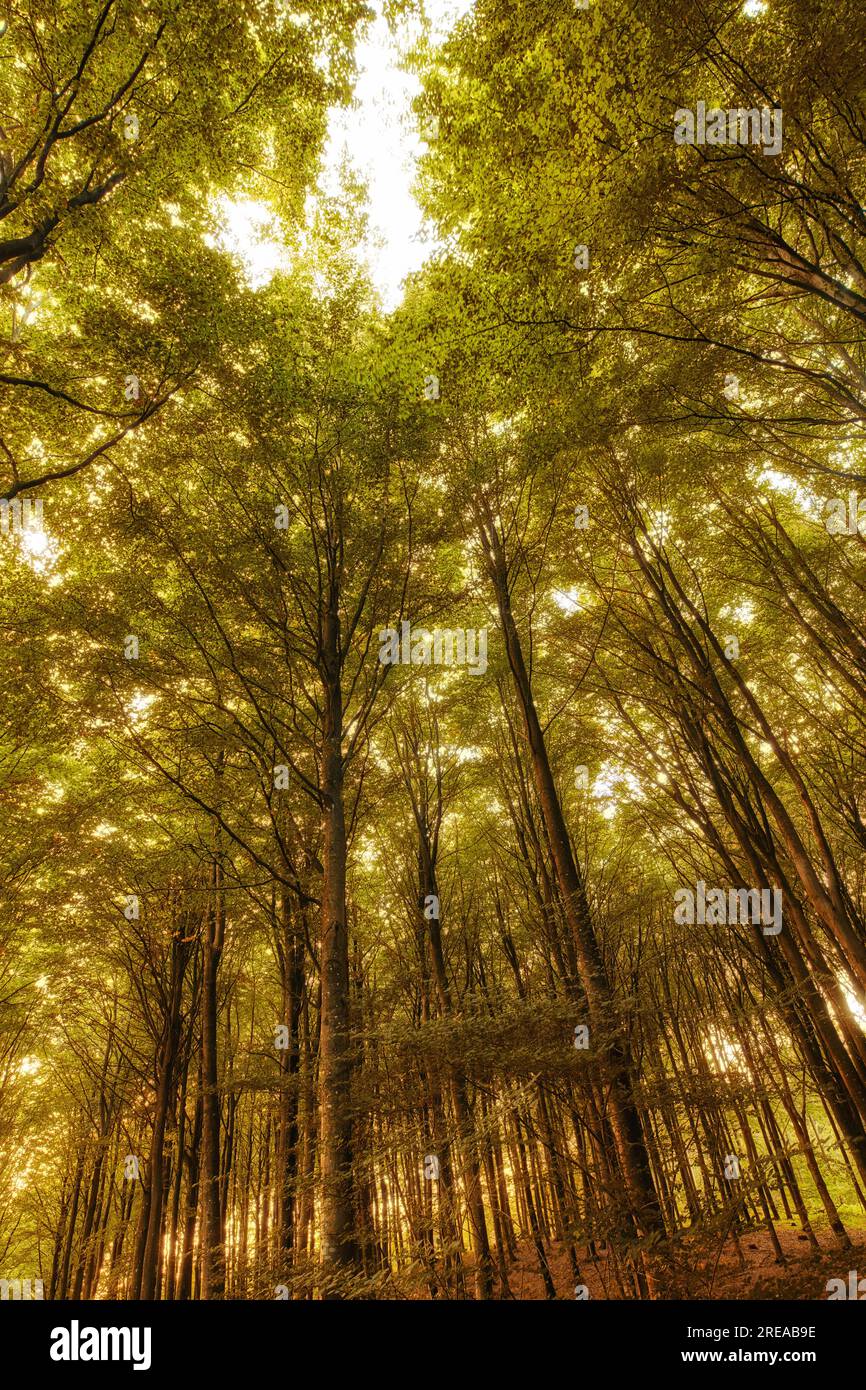 Denmark nature, countryside and environment. Nature in the Kingdom of ...