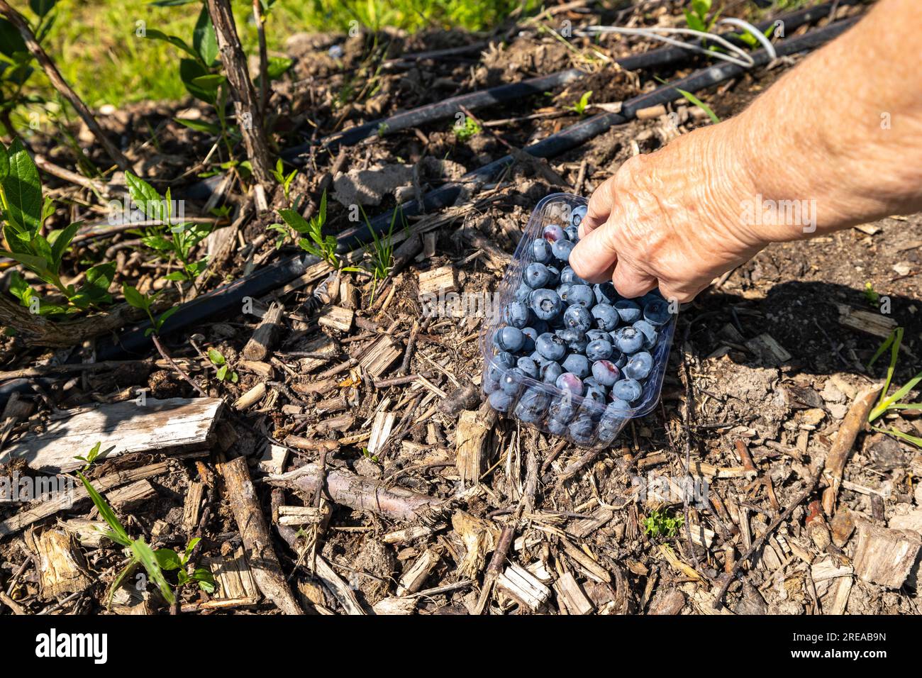 On the plantation, which is irrigated in July, the time of ripe berries ...