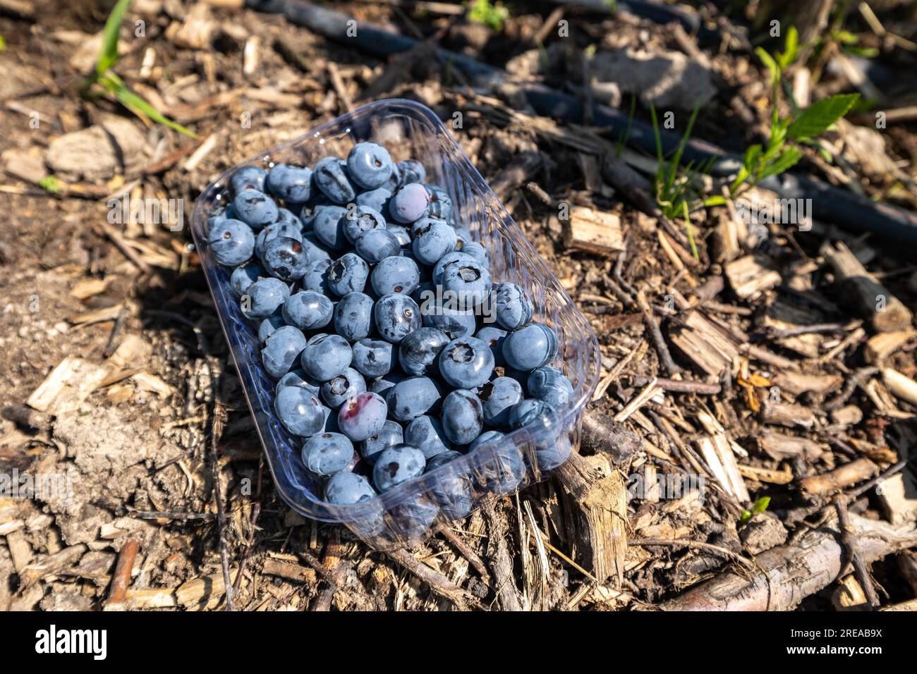On the plantation, which is irrigated in July, the time of ripe berries ...