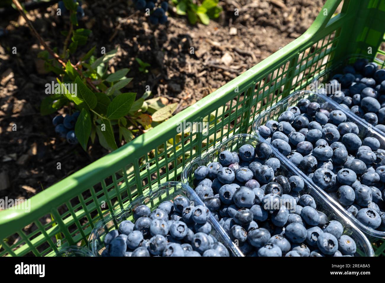 On the plantation, which is irrigated in July, the time of ripe berries ...