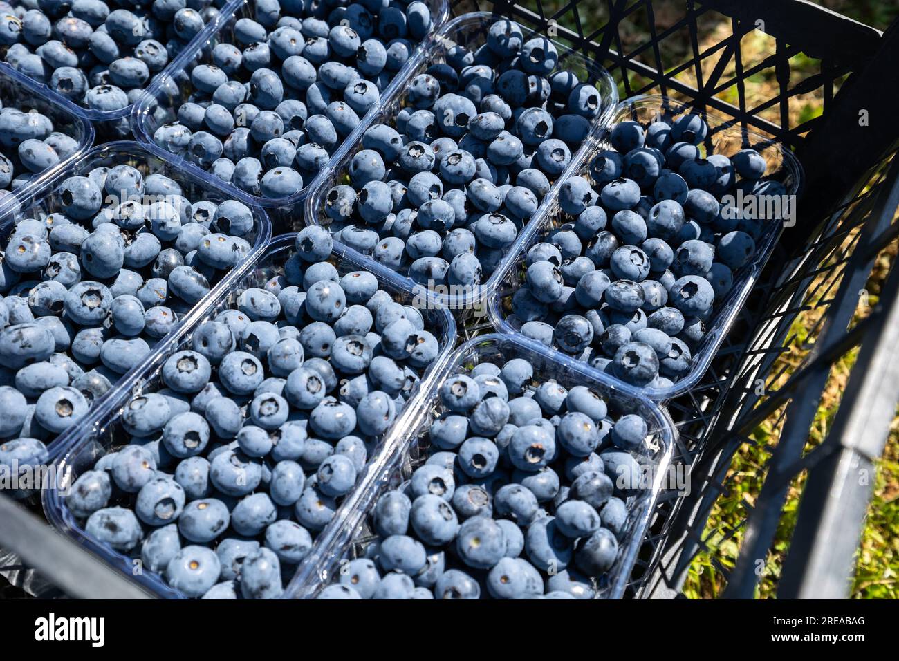 On the plantation, which is irrigated in July, the time of ripe berries ...