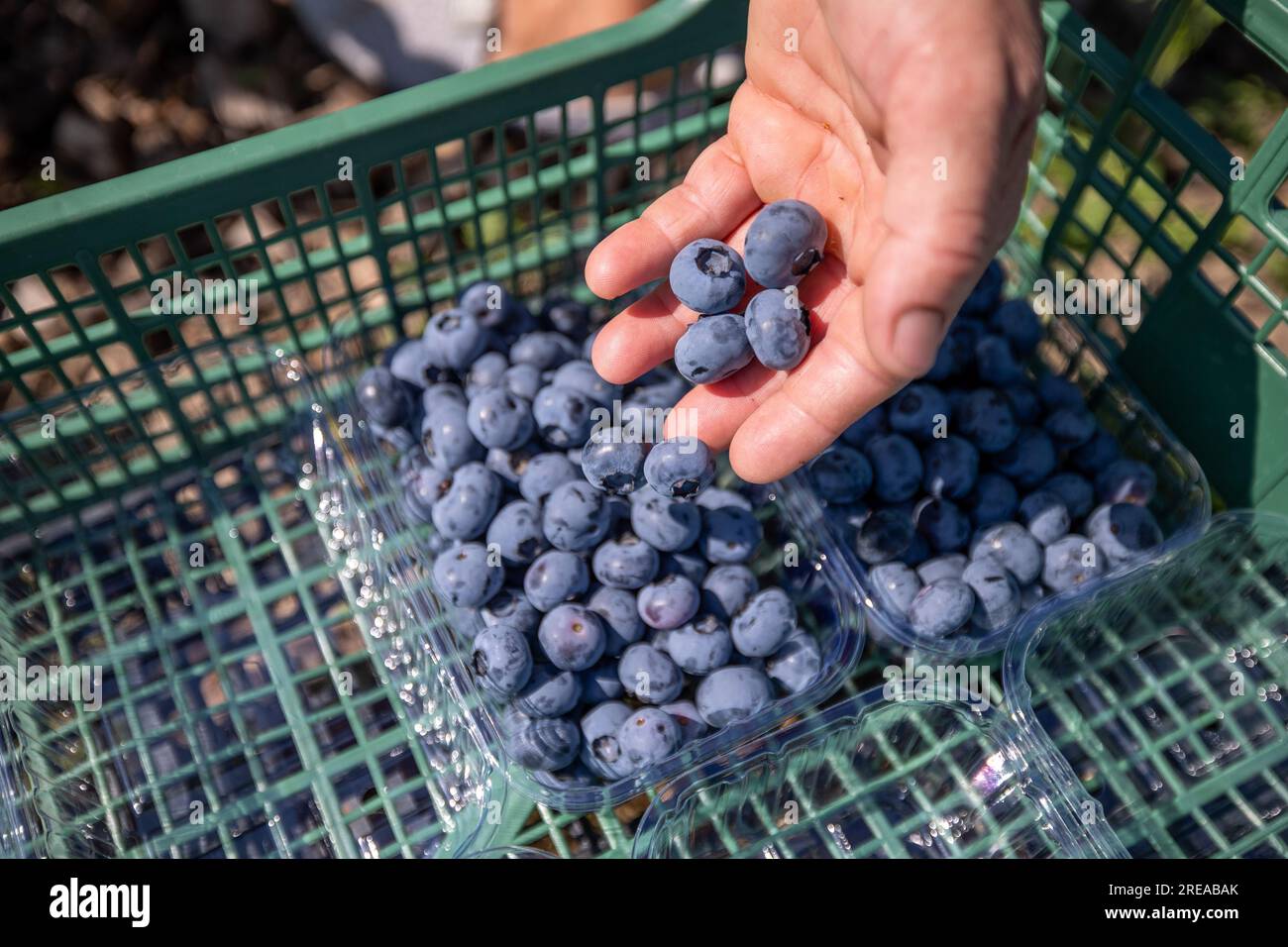 On the plantation, which is irrigated in July, the time of ripe berries ...