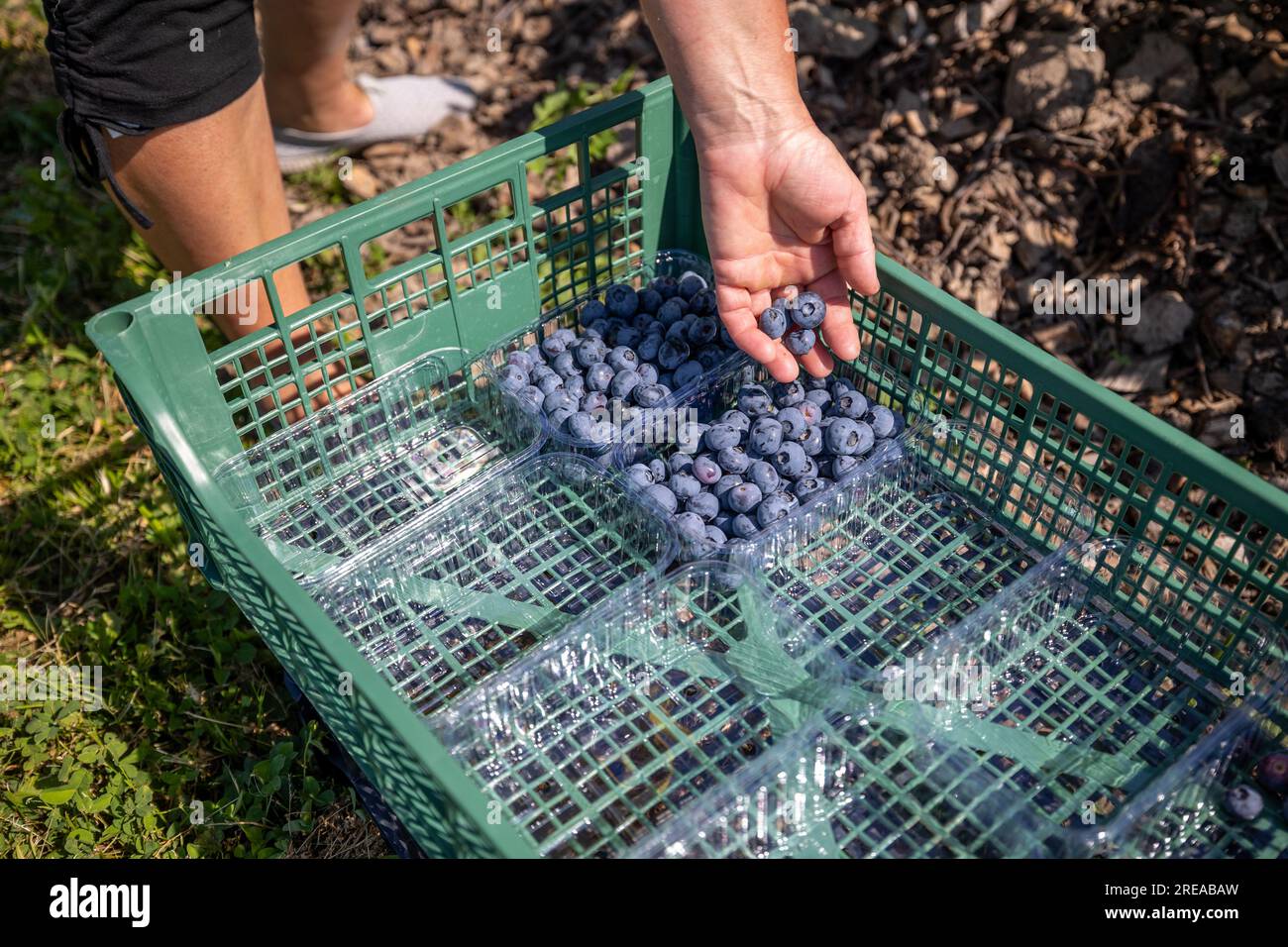 On the plantation, which is irrigated in July, the time of ripe berries ...