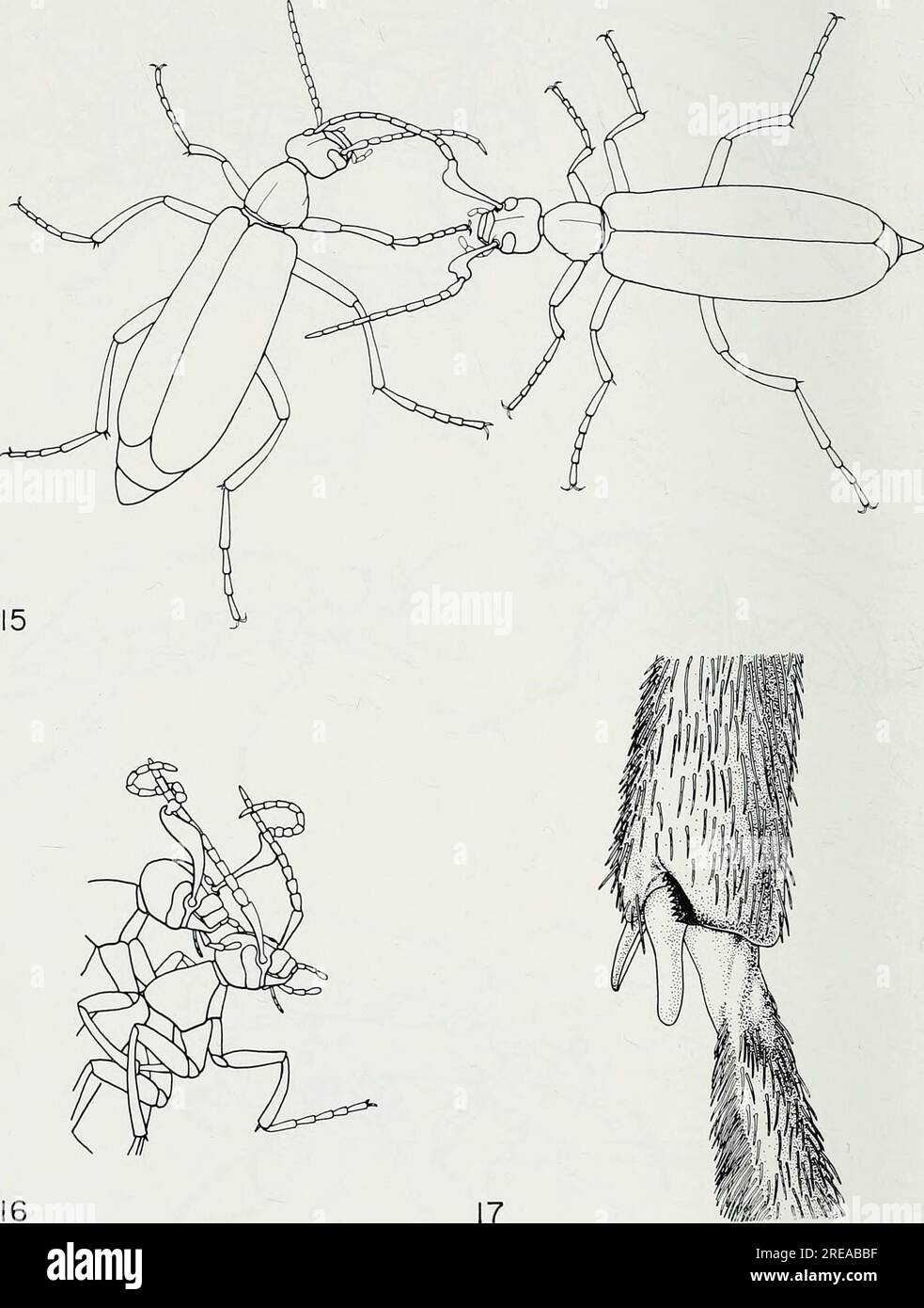 "Ecology, behavior, and adult anatomy of the Albida Group of the genus ...
