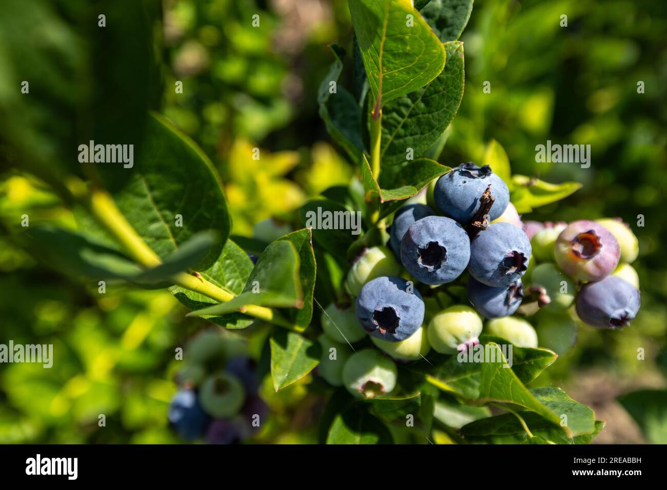 Blueberry bushes on an irrigated plantation. Mid-July is the time of ...