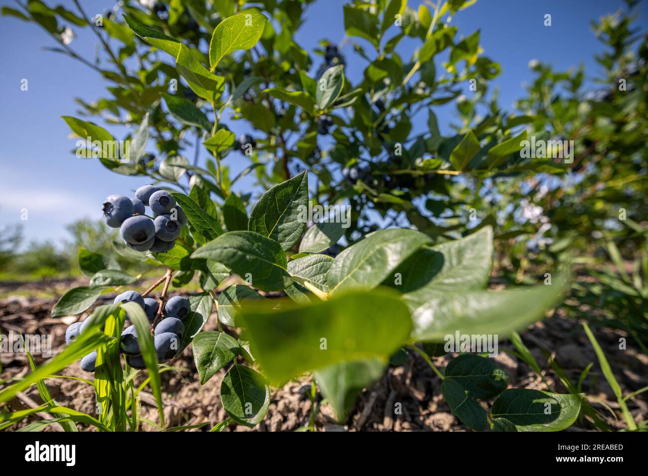 Blueberry bushes on an irrigated plantation. Mid-July is the time of ...