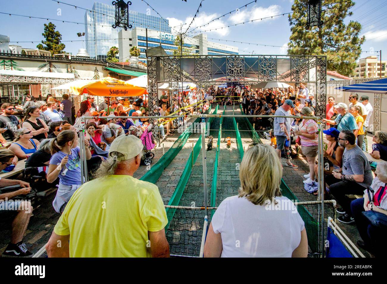 Competitive canines hi-res stock photography and images - Alamy