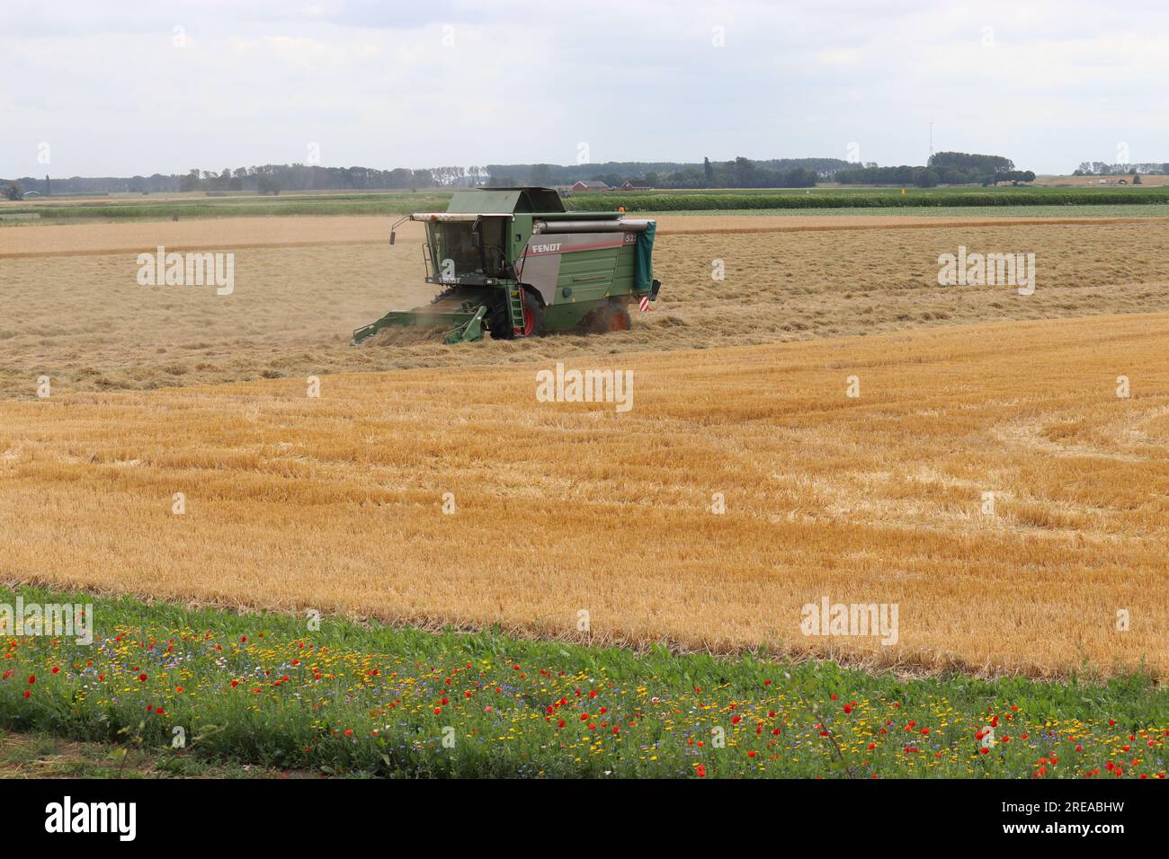 a combine harvester is harvesting grass seed at a field in the dutch ...