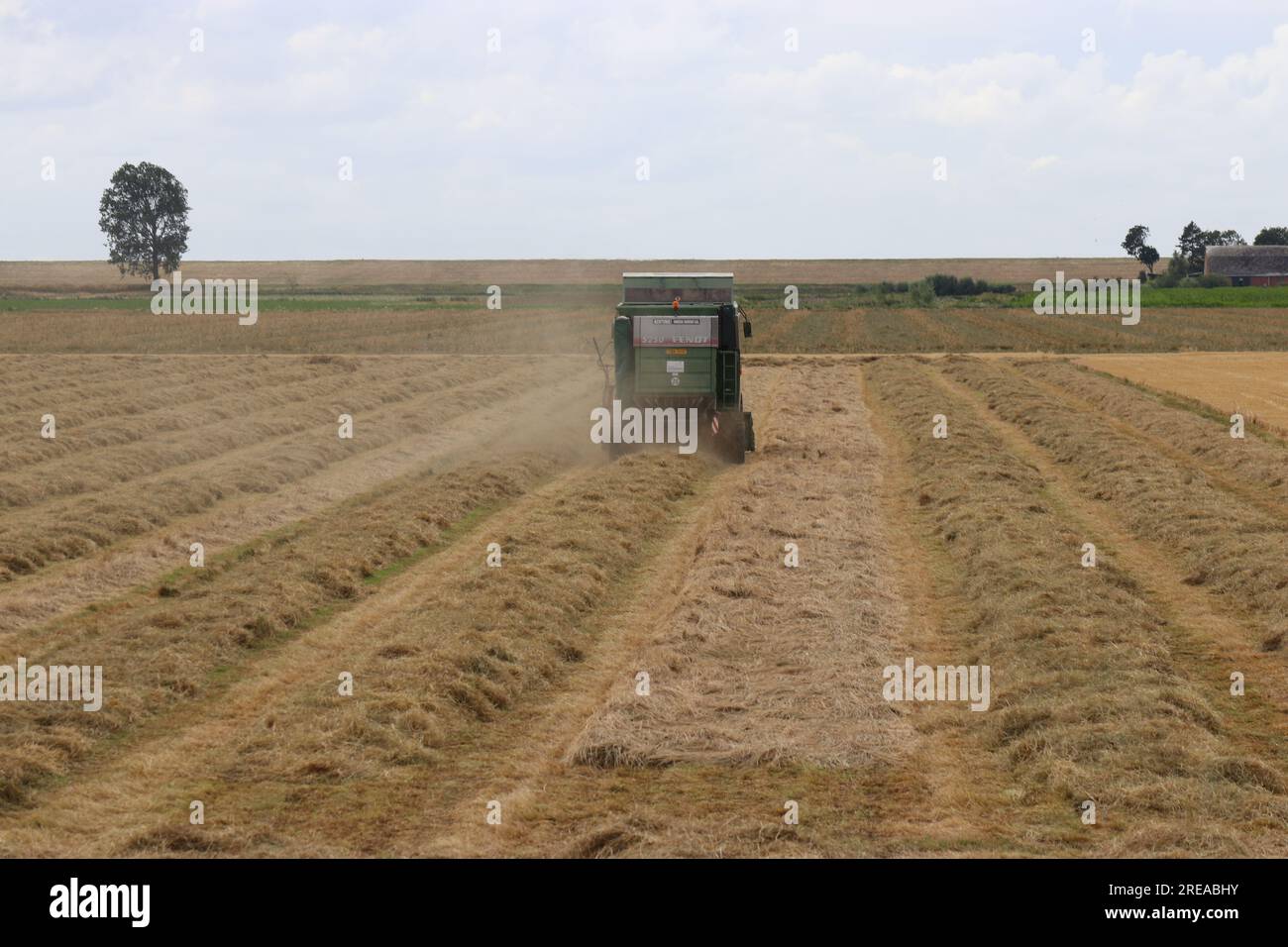 a combine harvester is threshing and harvesting grass seeds at a field ...