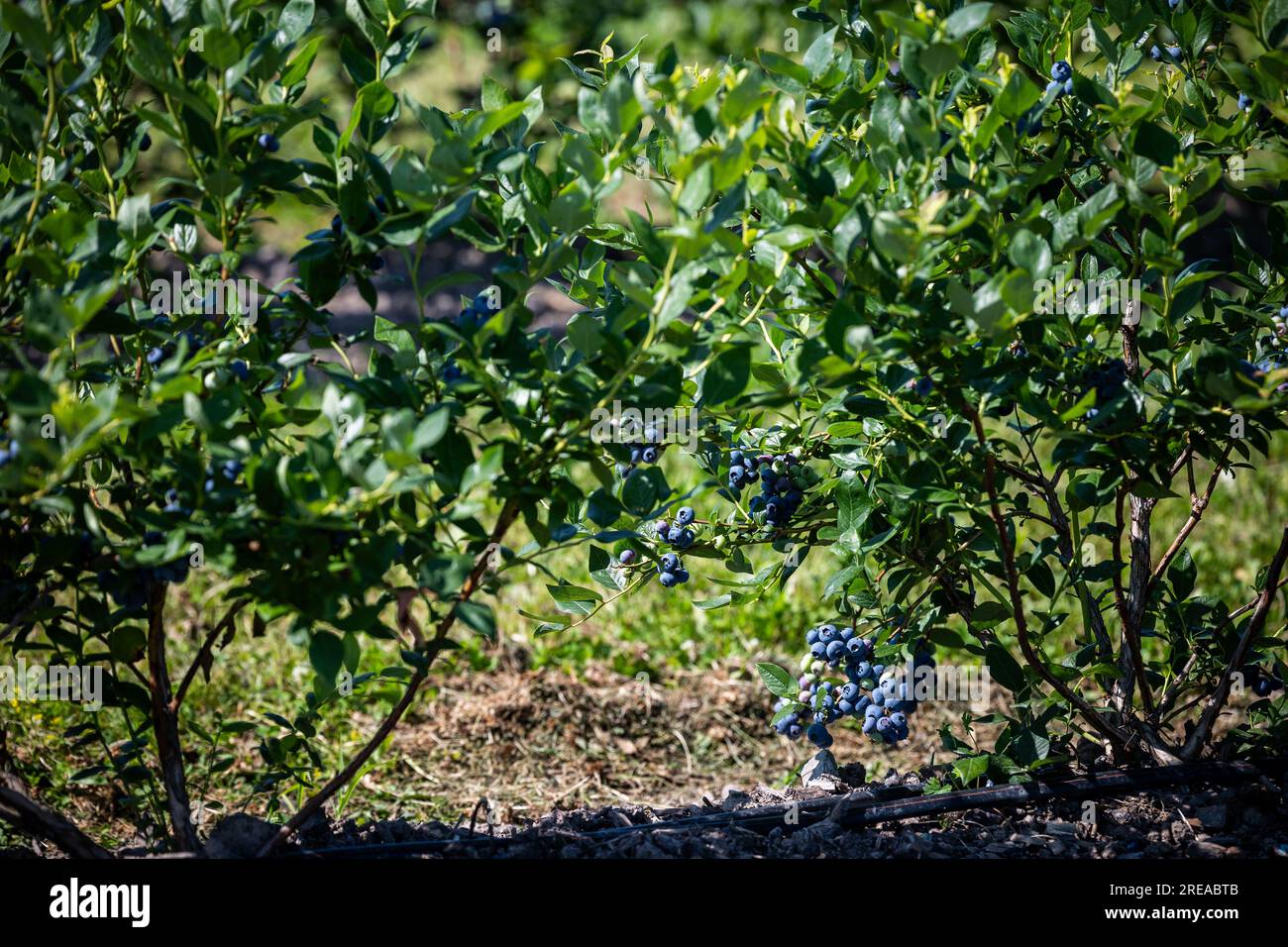 Blueberry bushes on an irrigated plantation. Mid-July is the time of ...