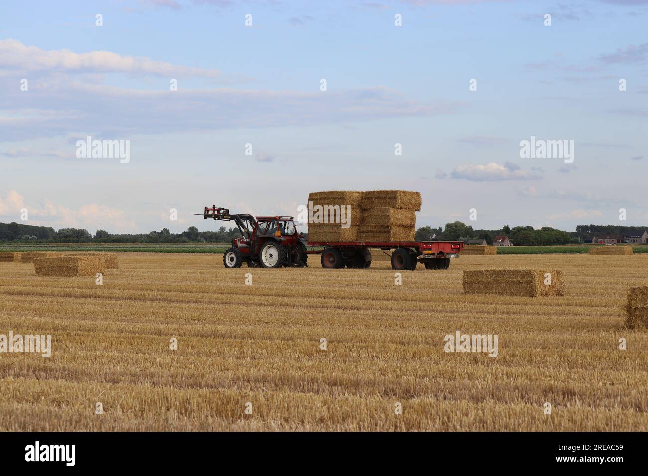 a tractor with a wagon with hay bales drives over a stubble field in ...