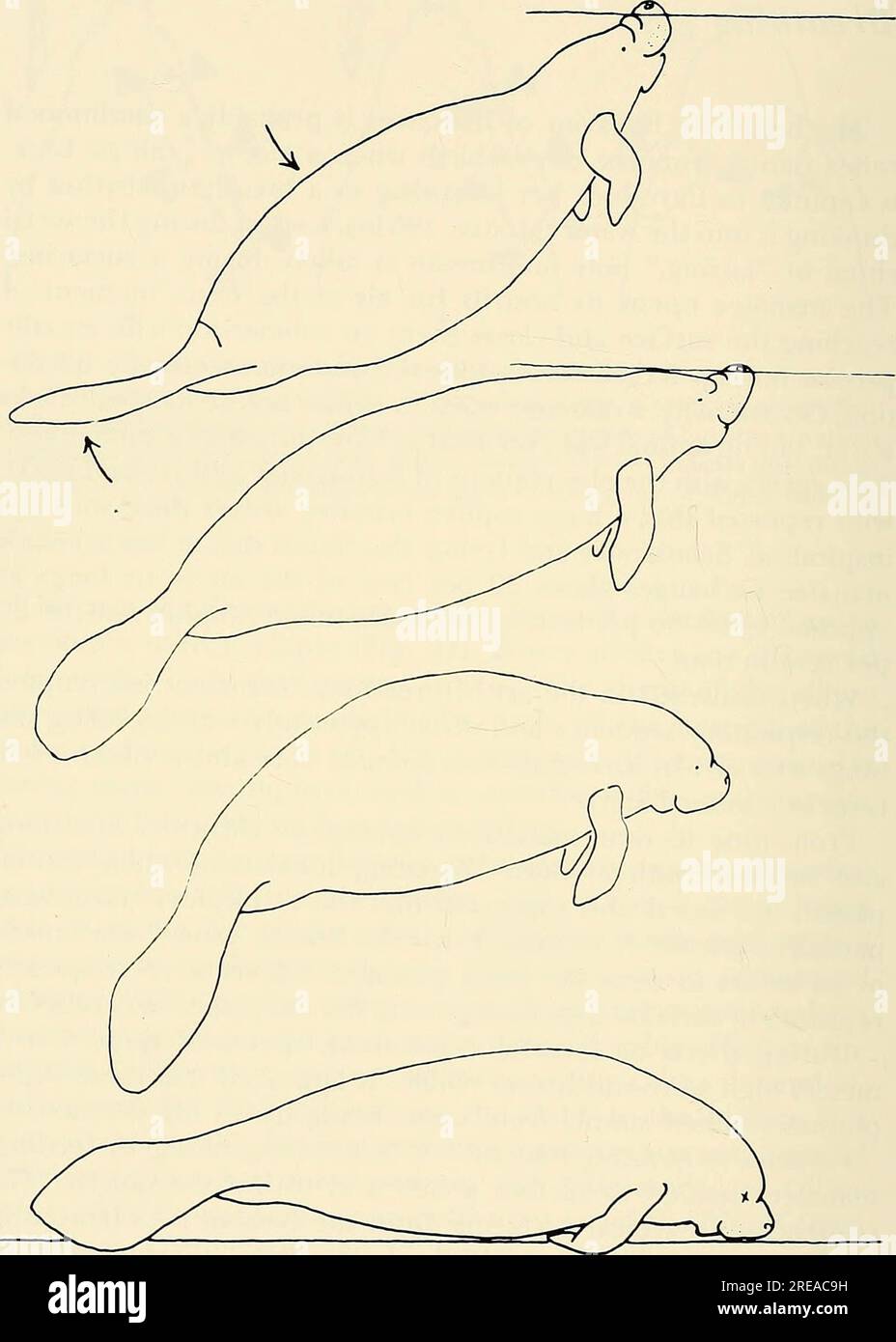"Ecology and behavior of the Manatee (Trichechus manatus) in Florida ...