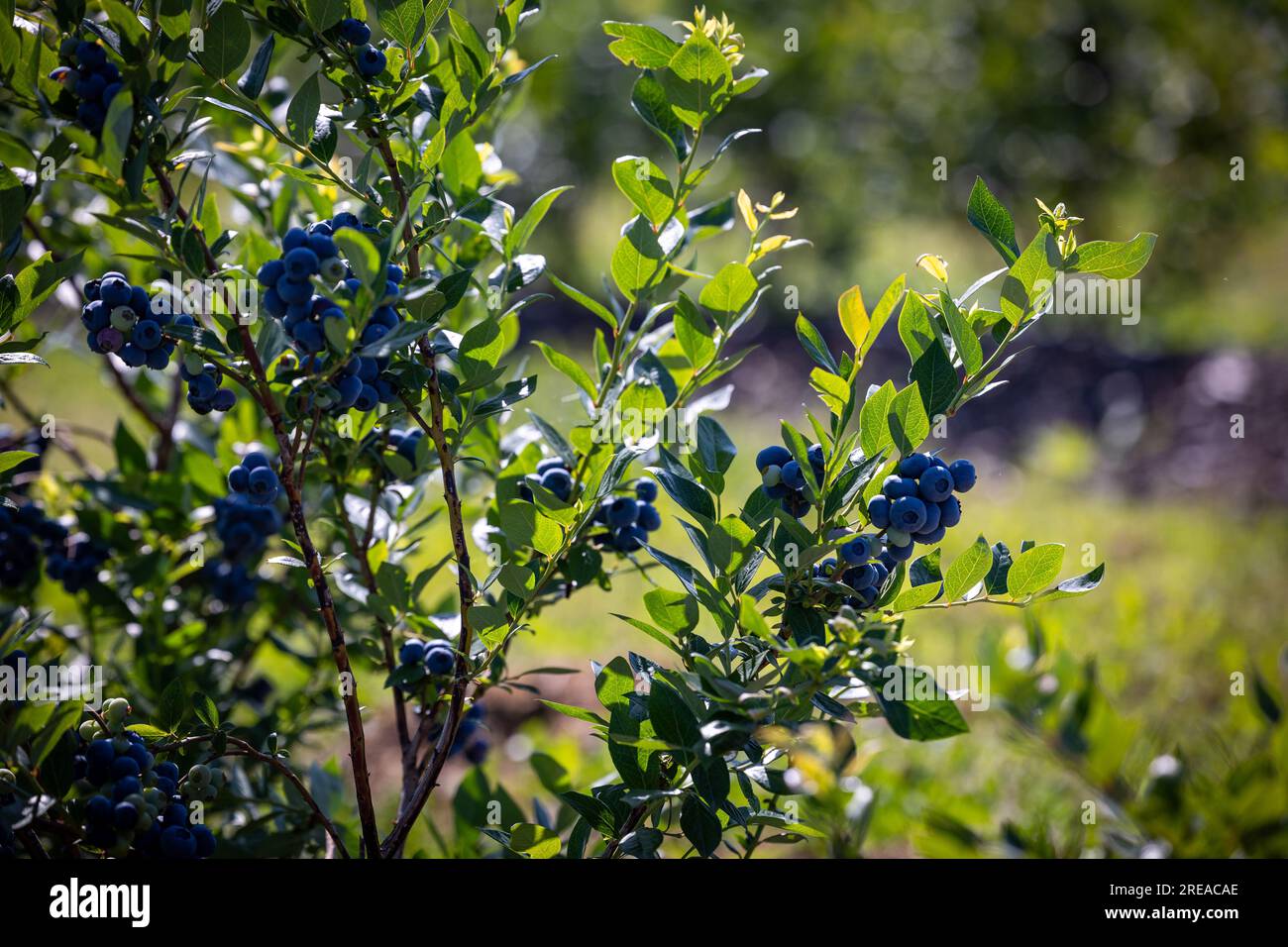 Blueberry bushes on an irrigated plantation. Mid-July is the time of ...