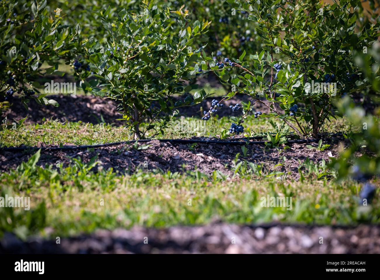 Blueberry bushes on an irrigated plantation. Mid-July is the time of ...