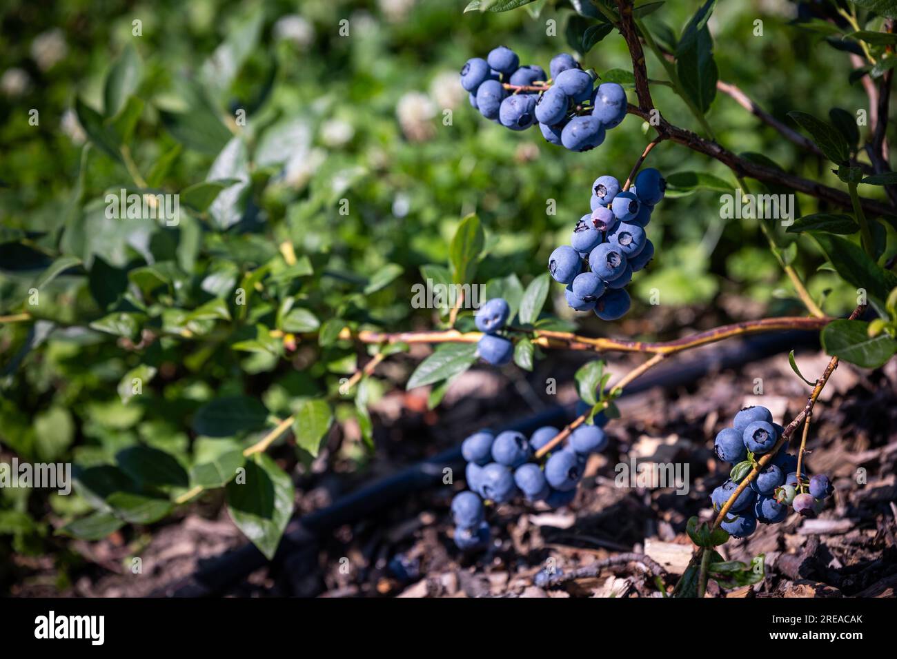 Blueberry bushes on an irrigated plantation. Mid-July is the time of ...