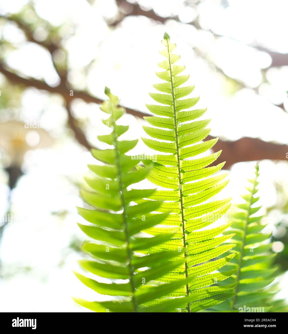 Three fern leaves with on light background Stock Photo - Alamy