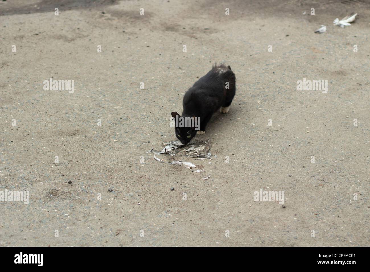 Cat eats dead pigeon. Stray cat eats remains of bird on road. Animal ...