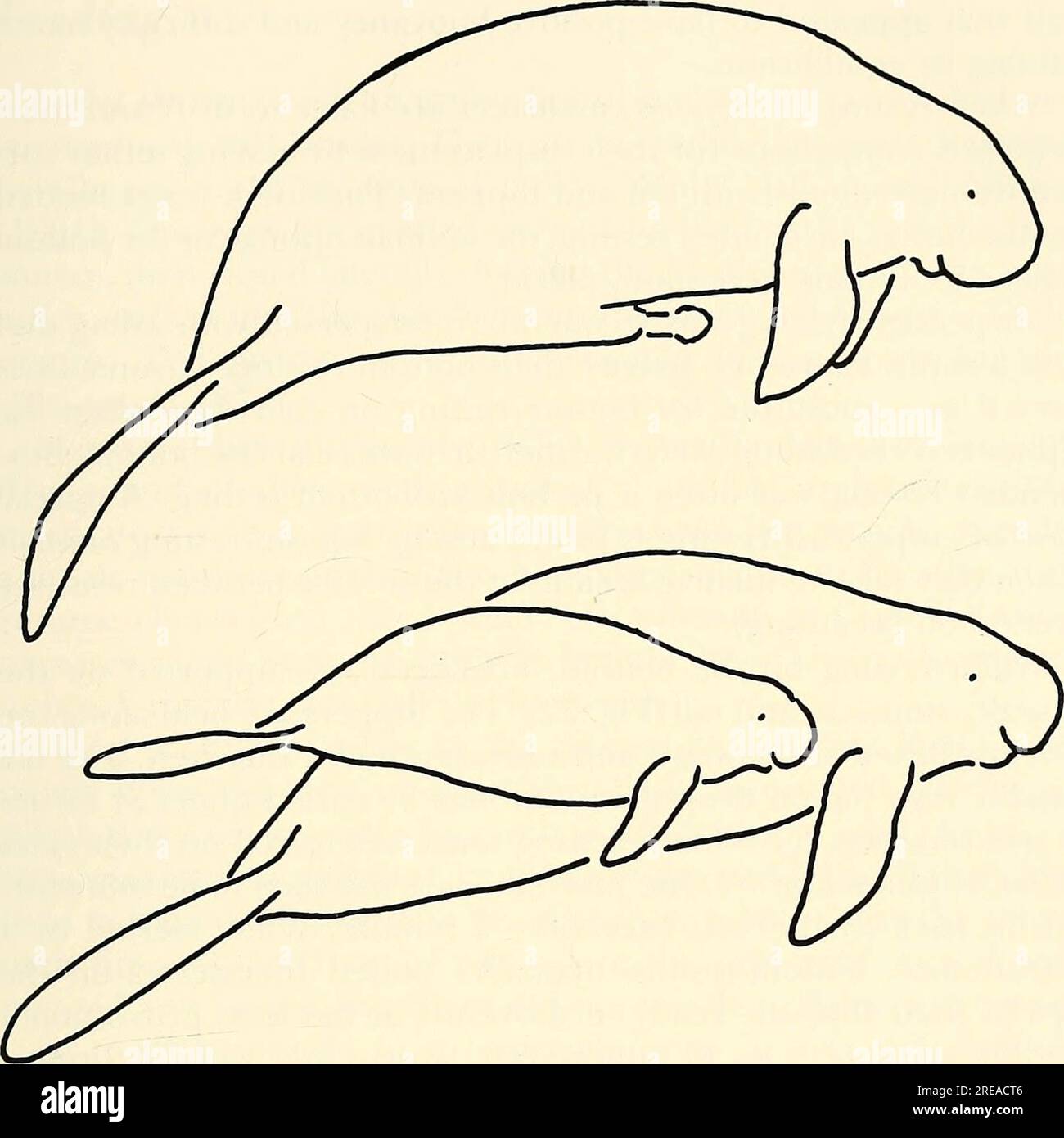 "Ecology and behavior of the Manatee (Trichechus manatus) in Florida ...