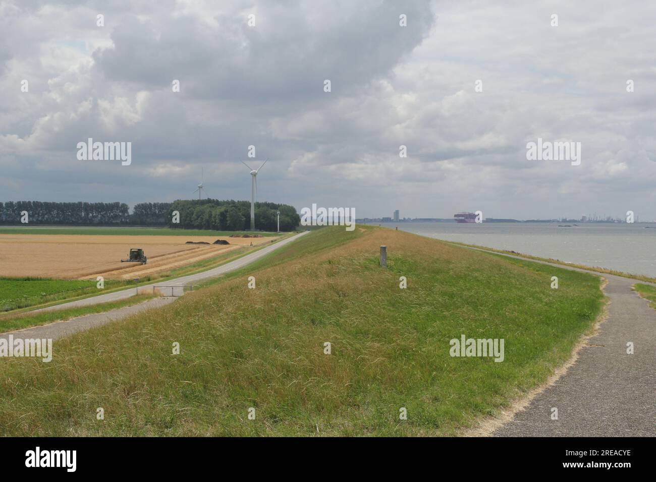 a dutch rural landscape in holland with a combine harvester in a wheat ...