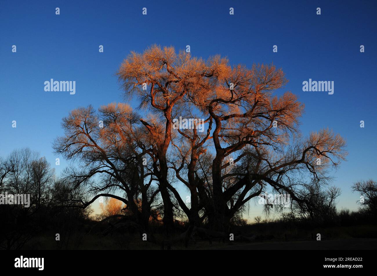 Cottonwood trees catch the last light of day in grasslands of Empire ...