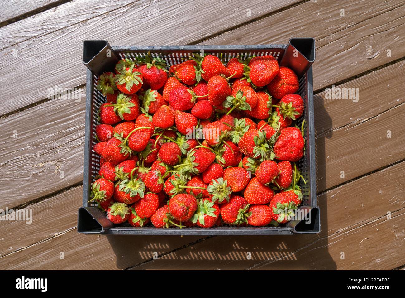A full box of fresh strawberries in the garden of a country house Stock ...