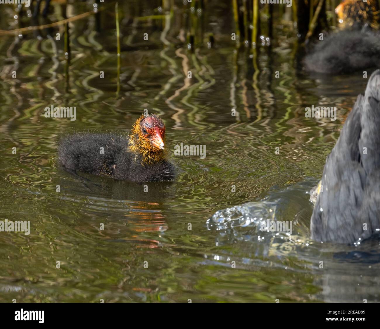 Baby coot ugly water bird Stock Photo - Alamy