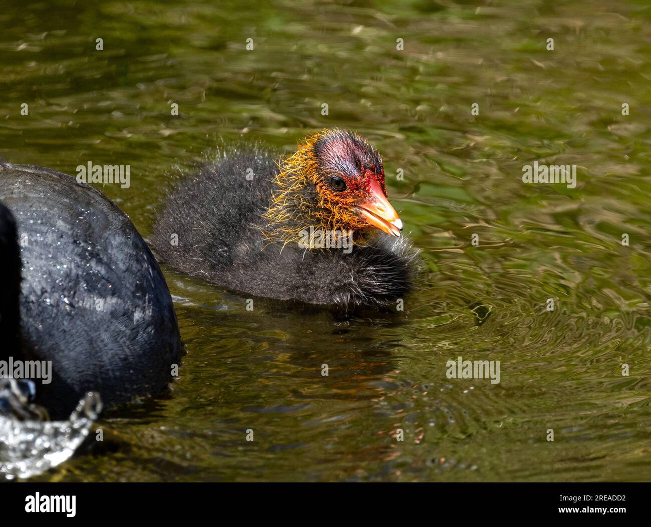 Ugly baby bird hi-res stock photography and images - Alamy