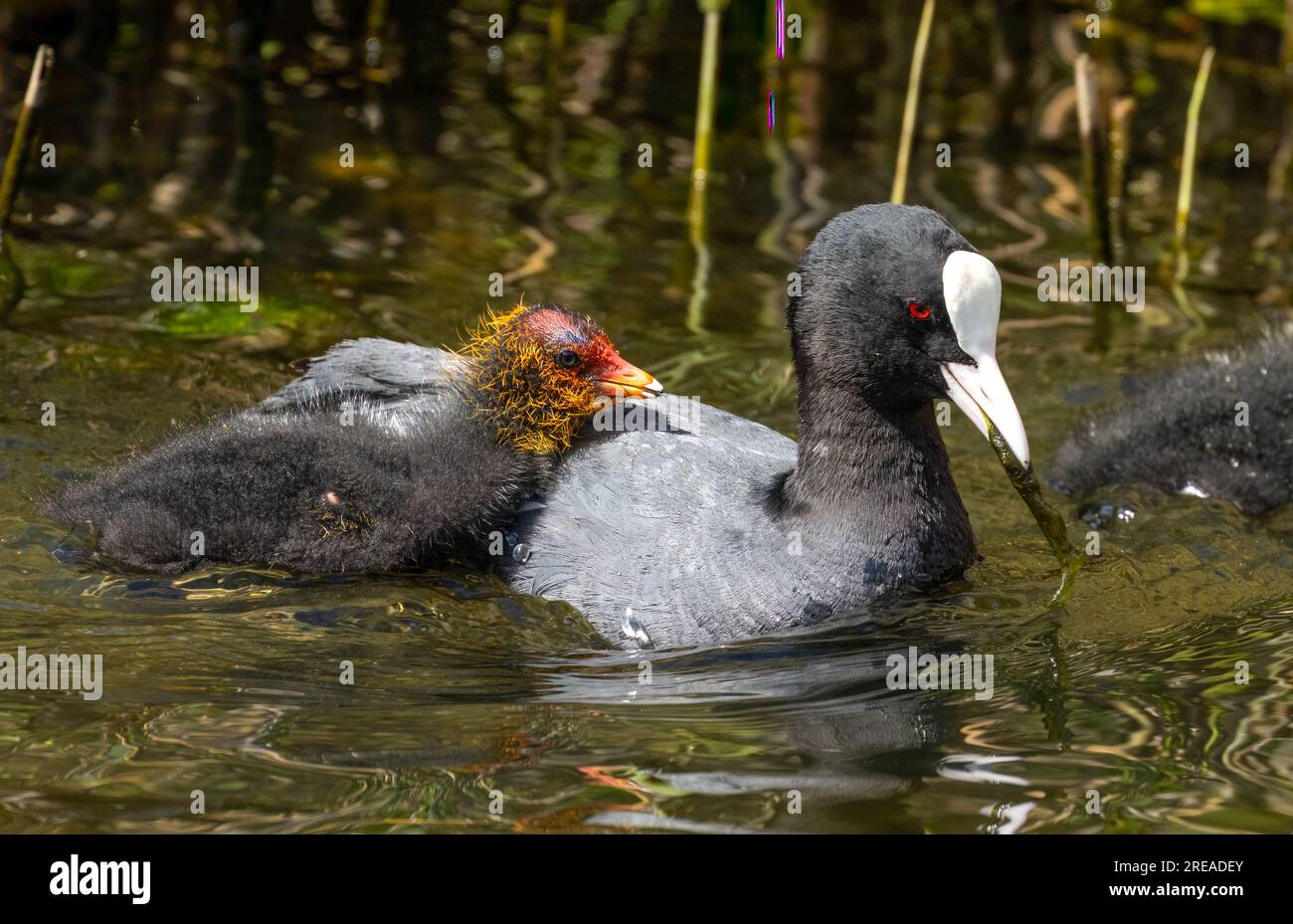 Coot water bird feeding young in the pond in the sunshine Stock Photo ...