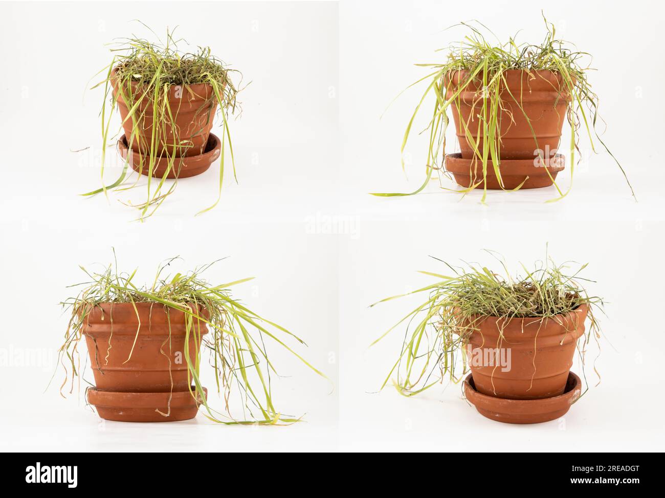 dead plant in ceramic pot Stock Photo - Alamy