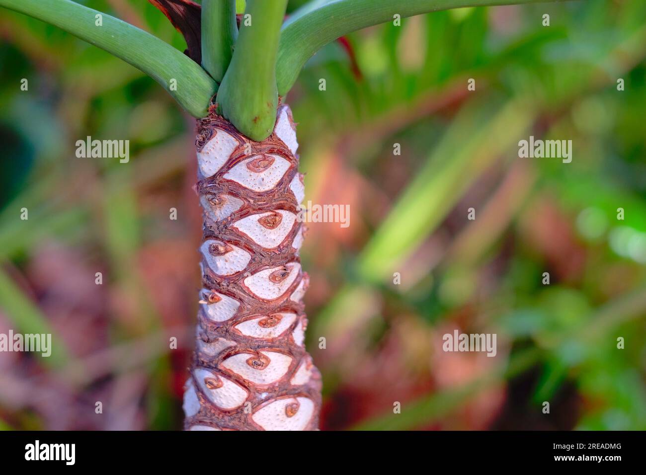 Stem of Philodendron xanadu Brazilian native plant Stock Photo - Alamy