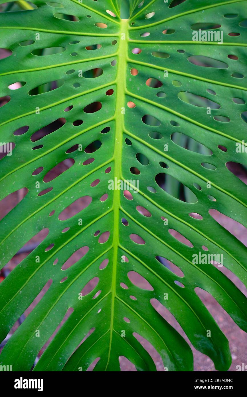 Detailed close view of a big Philodendron plant leaf Stock Photo - Alamy