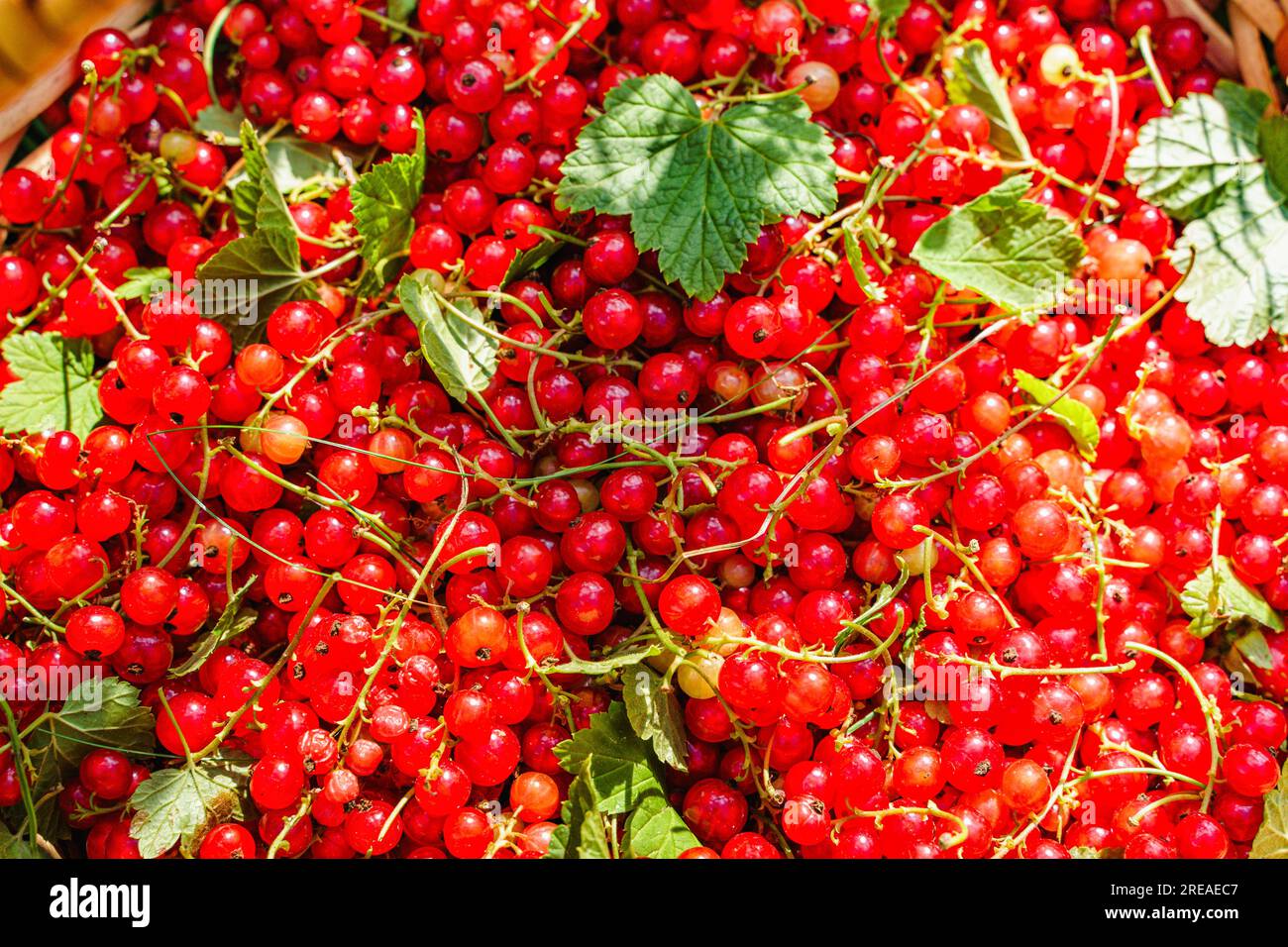 Background of fresh red currant, natural light, top view Stock Photo ...