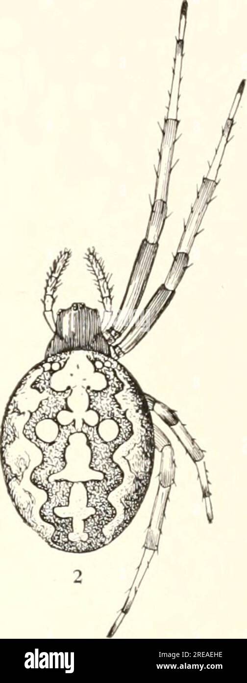 "An ecological study of prairie and forest invertebrates" (1915 Stock ...