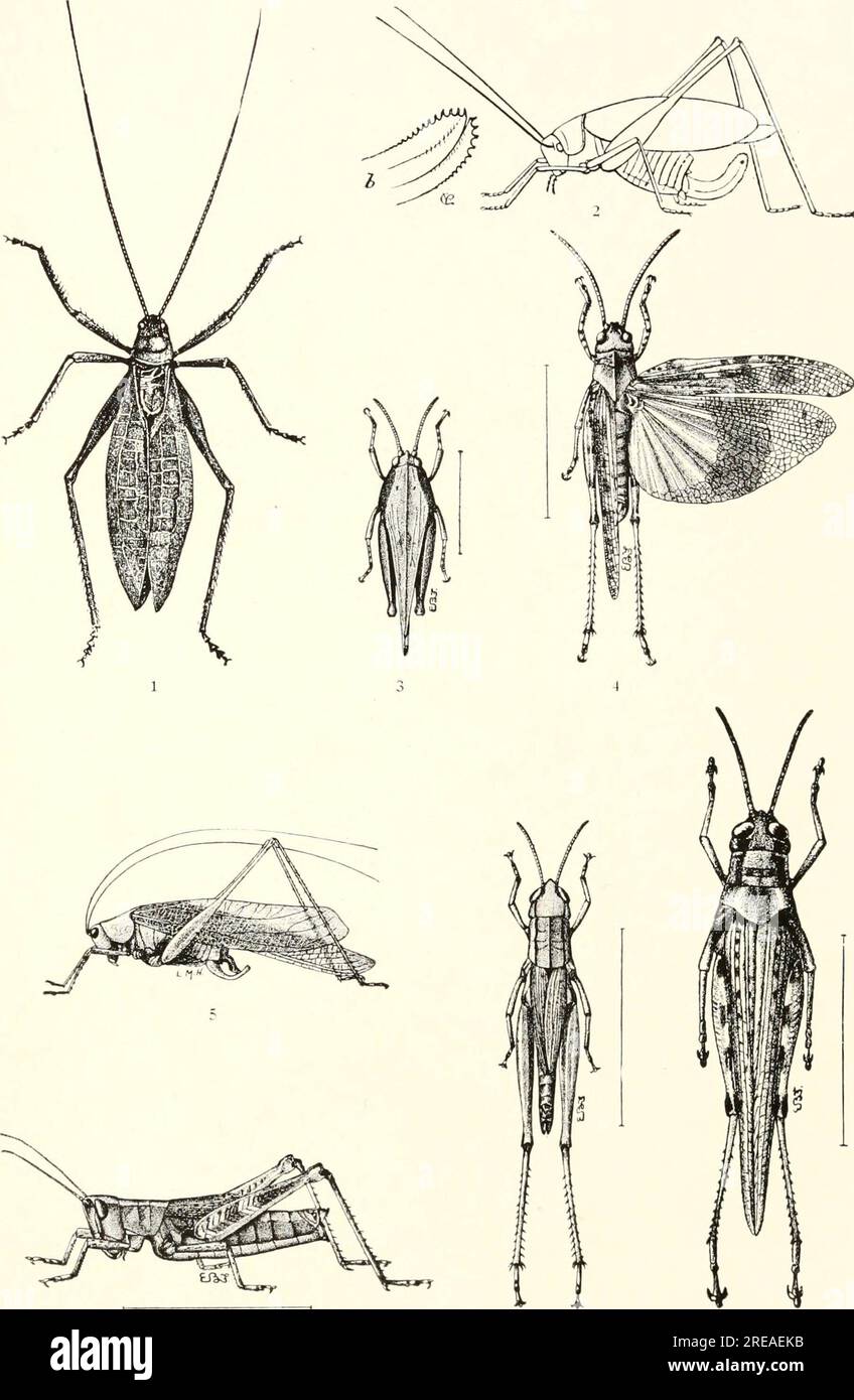"An ecological study of prairie and forest invertebrates" (1915 Stock ...
